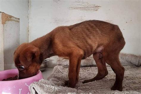 Sunlive Puppy Found Dumped On Roadside In Shopping Bag The Bays