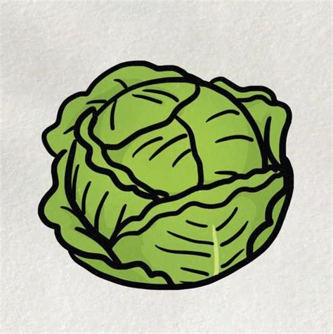 卷心菜简笔画 卷心菜简笔画怎么画 苗苗知道