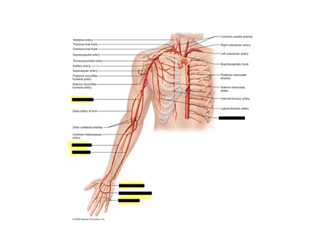 Id Systemic Arteries Upper Limb 2 Diagram Quizlet
