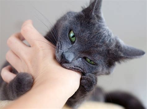 被狂犬病人咬伤 狂犬病潜伏期 随意云