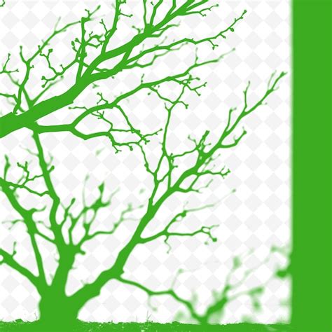 Acacia Branch Shadows Thorny Angular Shapes Create Sharp Contrasts