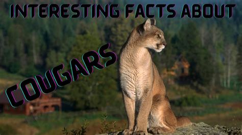 Interesting Facts About Cougars Esauff