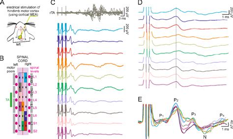 selective electrical stimulation of the motor cortex evokes
