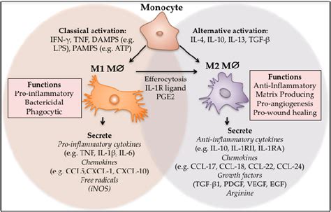 Figure 2 From Macrophage Phenotypes Regulate Scar Formation And Chronic