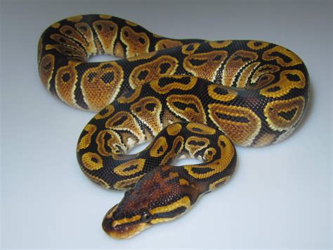 Morph List World Of Ball Pythons