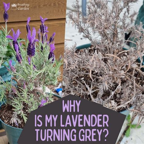 Why Is My Lavender Plant Turning Grey Bring Color Back To Your Lavender Breathing Garden