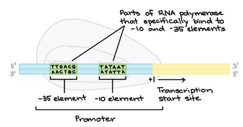 Dna Transcription Rna Synthesis Article Diagrams And Video
