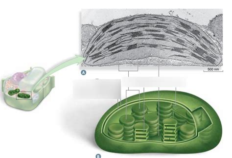Chloroplast Diagram Quizlet Chloroplast Diagram Quizlet