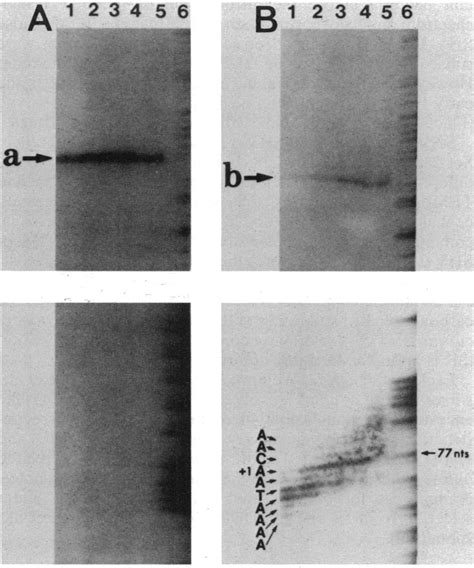 Si Nuclease Protection Mapping Of The Iab Operon The Denatured Dna Of
