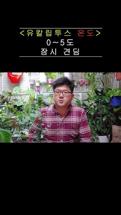 유칼립투스 온도관리 🌞 이렇게 하보세요 🌿 키가 쑥쑥 Shorts Youtube