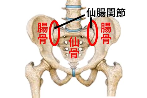 仙腸関節炎なら板野郡で人気の整体【みらい接骨院】