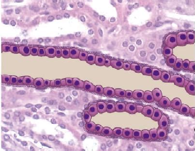 Quia Identify The Tissue