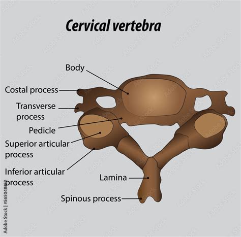 Cervical Vertebrae Of The Spinal Column Labeled Diagram Drawing Stock