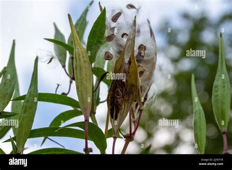 Autumn Ripened Swamp Milkweed Plant Asclepias Incarnata Pods That