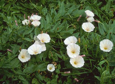 Convolvulaceae Flora 5