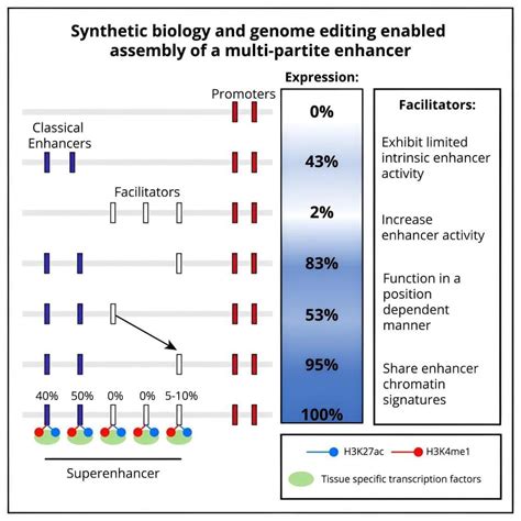 Researchers Define New Class Of Regulatory Element In Dna Lifeboat