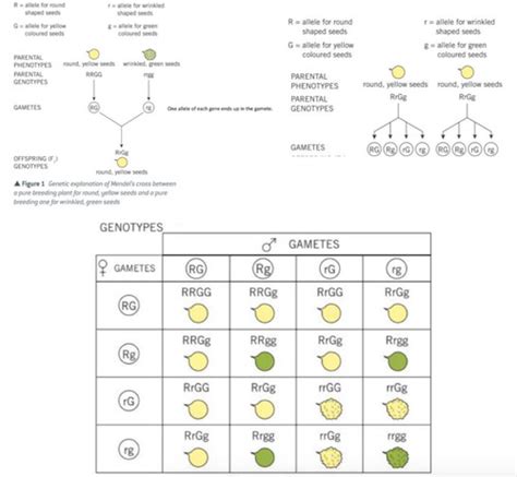 Inheritance Flashcards Quizlet