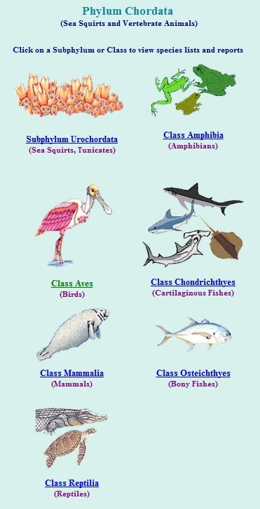 Classification Map Loggerhead Sea Turtle
