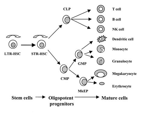 Hematopoietic System Hierarchy Dividing Pluripotent Stem Cells LTR