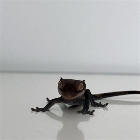 작은 애완도마뱀 종류 크레스티드 게코 도마뱀 키우기 네이버 블로그