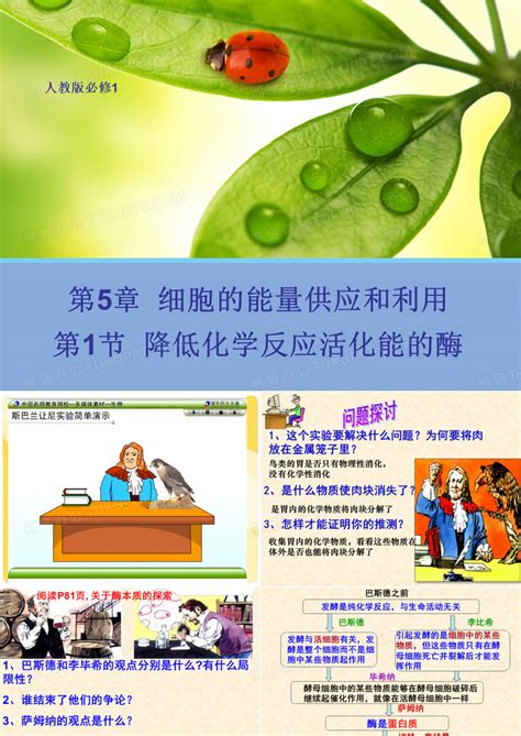 酶PPT模板下载 编号lopjxzke 熊猫办公