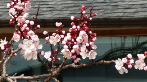 162봄날 나들이 2017 04 03