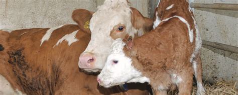 Landwirtschaft Erklärt Milch Und Fleisch Gibt Es Nur Im Doppelpack