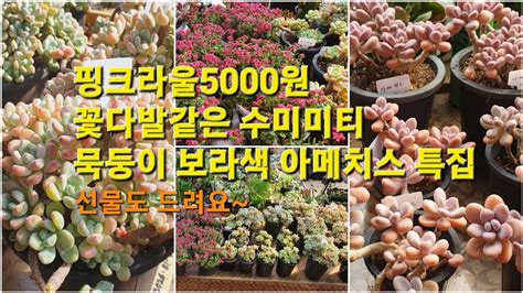 핑크라울 수미미티 묵둥이아메치스💥특집💥 선물도드려요 이천하늘아래정원 다육이택배 핑크라울 Youtube