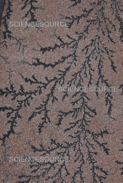 manganese dendrite pseudofossils stock image science source images