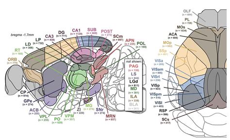 Allen Mouse Ccf Gallery Of Tools And Publications Show And Tell Allen Brain Map Community Forum