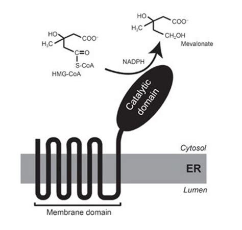 Steroids I Ii Biochem Exam 3 Flashcards Quizlet