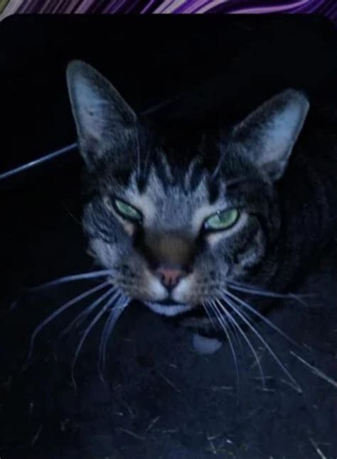 Oc My Stray Cat Hes Been Clipped On His Ear Letting Me Know Hes A Stray I Have Been