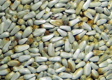 홍화씨 효능 부작용 홍화씨먹는법 알아봅니다