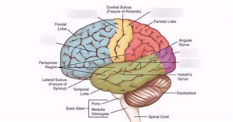 Tsm 3 Structure Function Relationship In The Nervous System Diagram