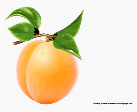 Single Fruits Pictures With Names
