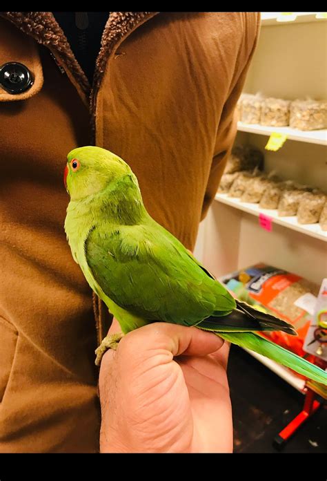 Ringneck Parrots For Sale Parrot For Sale