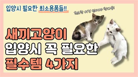 새끼 고양이 처음 입양해서 키울 때 최소한의 필수템 4가지 Youtube