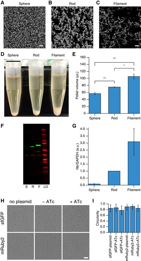 A Synthetic Bacterial Cell Cell Adhesion Toolbox For Programming Multicellular Morphologies And