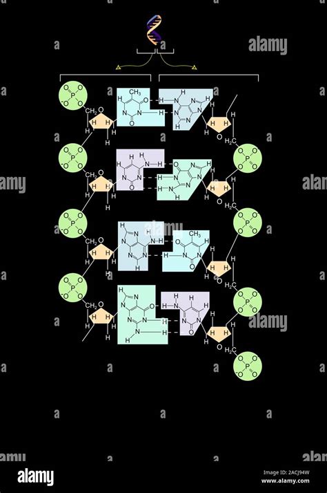 Dna Molecule Computer Artwork Of A Double Stranded Dna Deoxyribonucleic Acid Molecule Dna Is