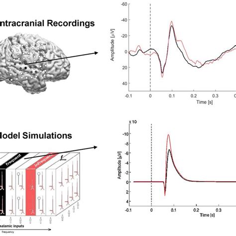 Model Simulated Local Field Potentials Lfps And Human Auditory Evoked Download Scientific