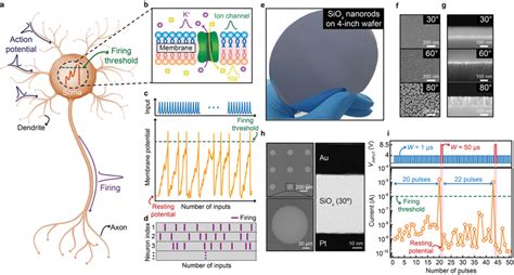 Biological Neuron And Siox Nanorod Memristive Neuron A B Schematics Download Scientific