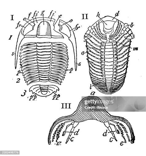Trilobites High Res Vector Graphic Getty Images