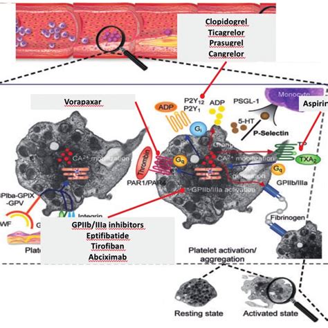 Overview Of Platelet Inhibition Antithrombotic Treatments And