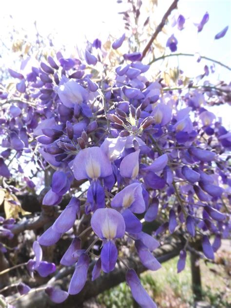 ノダフジヤマフジの園芸品種 麝香藤など神代植物公園 春の花ふじ園 2023 4月上旬撮影 K U R A D A S H I