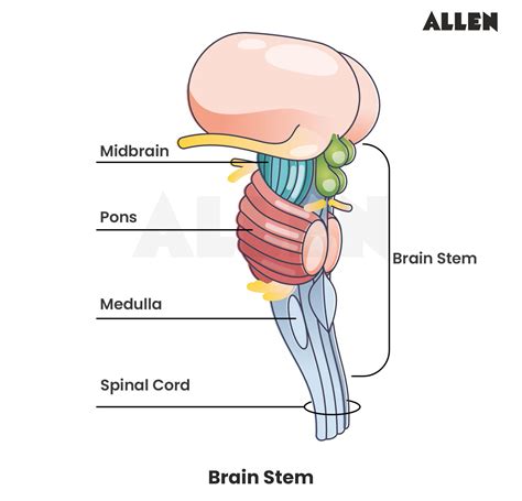 Midbrain An Overview