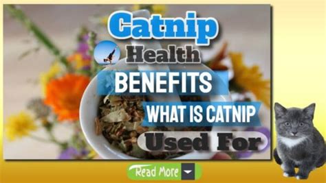 Traditional Health Benefits Of Catnip Orca Digitals