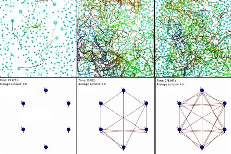 Synaptogenesis Process In A Test With Six Neurons Each Neuron Is Color Download Scientific