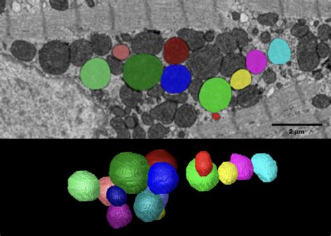 Microscopy Innovations Scanning Electron Microscopy Sem And 3d