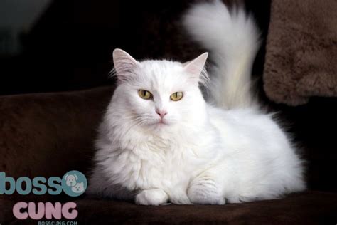 Mèo Anh Lông Dài Đặc điểm Bảng Giá Mèo Anh Mới Nhất