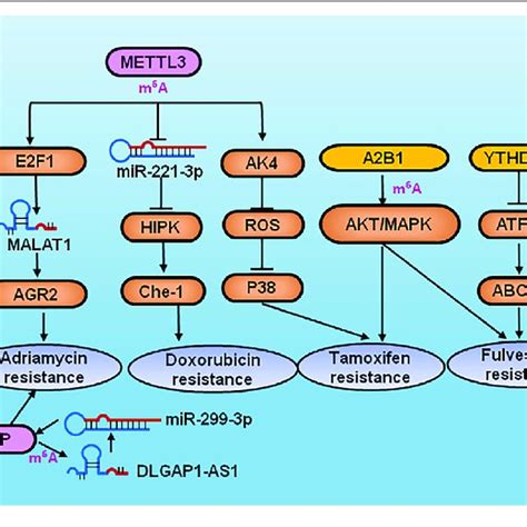 Diagram Of Rna Modification Regulators Inducing Drugs Resistance In Download Scientific